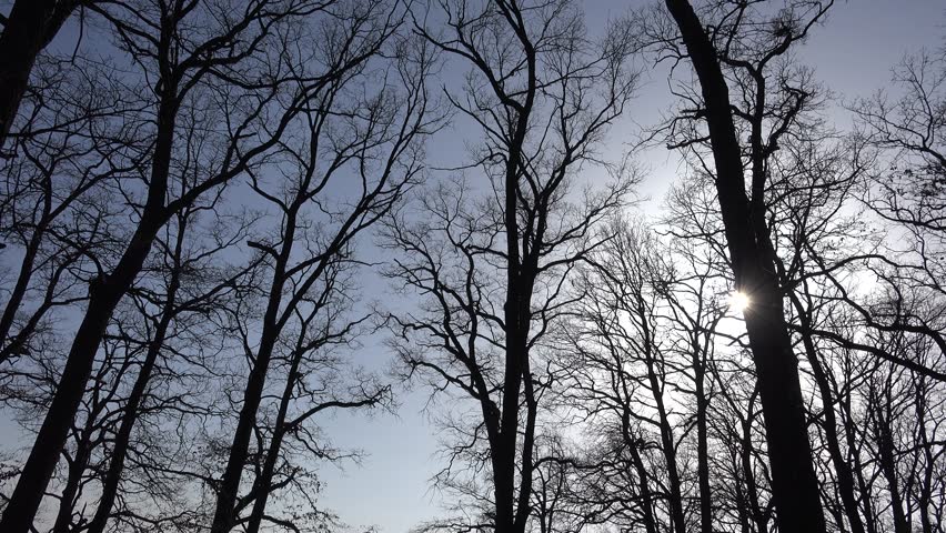 Stock video of 4k pan right of empty tree | 11760401 | Shutterstock