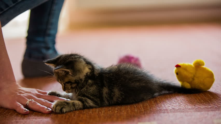 Stock video of kitten attacking person hand on floor.low | 11811281 ...