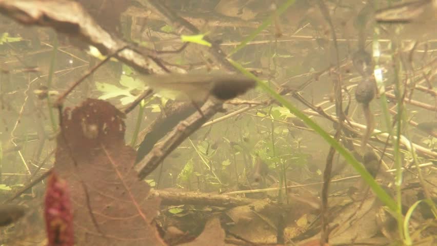 Stock Video Clip of tadpoles - cubs frogs in small | Shutterstock