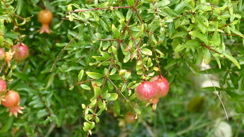 Apples Trees Of Marpha, Mustang, Nepal. Marpha Is Also Know As The ...