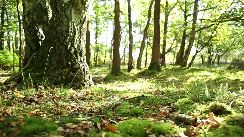 Moving Trees and Leaves Though Stock Footage Video (100% Royalty-free ...