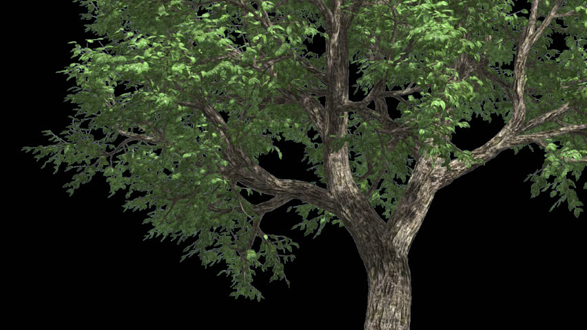 Broadleaf, Chromakey, Isolated Tree, Chroma Key, Alfa, Alfa Channel ...