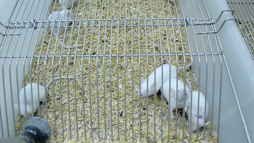 Close-Up Laboratory Mice In A Cage Stock Footage Video 12586709 ...