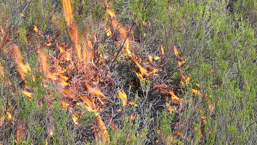 Close View Of Forest Ground Fire Under Pine Tree. Video Appropriate To ...