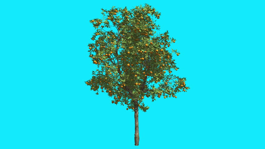 Orange Thin Tree On Chroma Key Blue Screen Branches Are Swaying At The ...