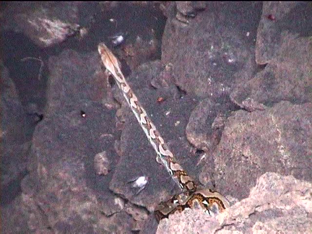 Reticulated Python In A Bat Cave In Thailand Stock Footage Video 126244 ...