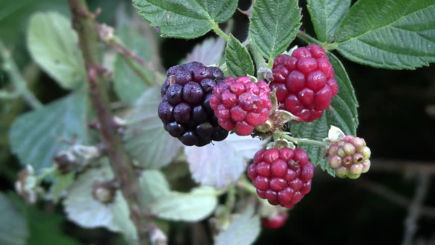 Bramble Berries Stock Footage Video 997864 | Shutterstock