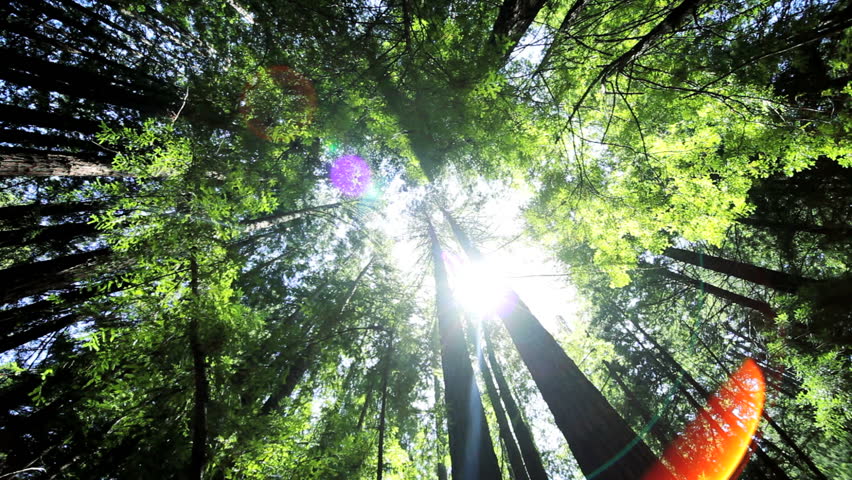 Forest Stock Footage Video | Shutterstock