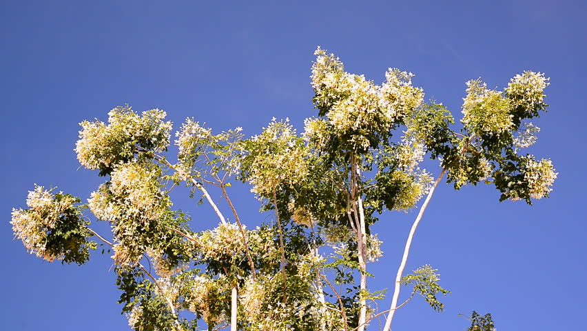 Indian Cork Tree Flowers (millingtonia Stock Footage Video (100% ...