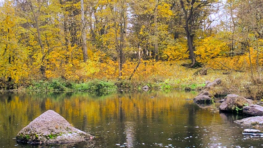 Beautiful Mountain River With Amazing Fall Colors On Aspen Trees Stock ...