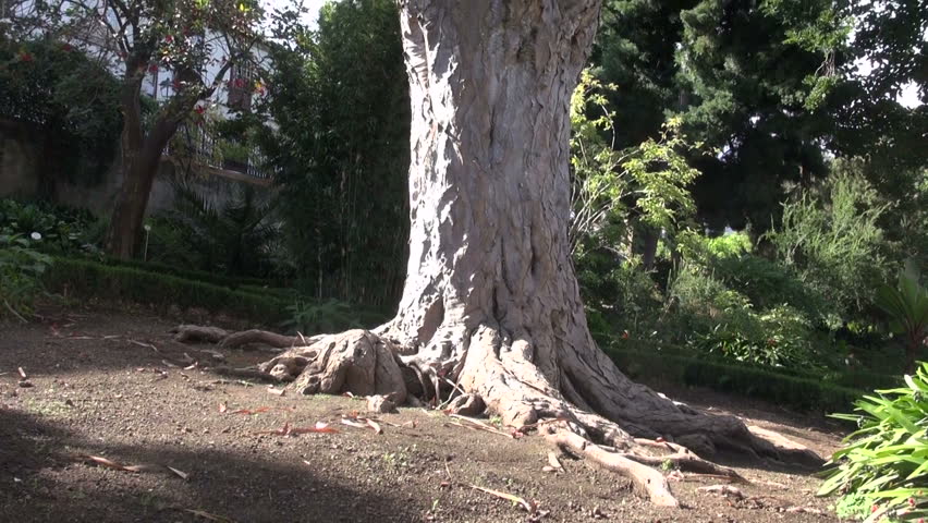 Tree Roots Grown Over Large Rock Stock Footage Video 1734697 | Shutterstock