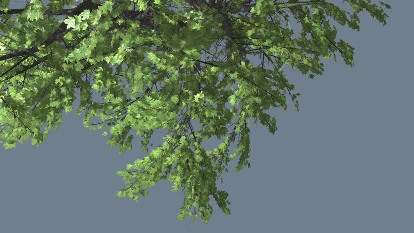 Plitvice Maple Tree Cut Of Chroma Key, Tree On Alfa Channel, Inclined ...