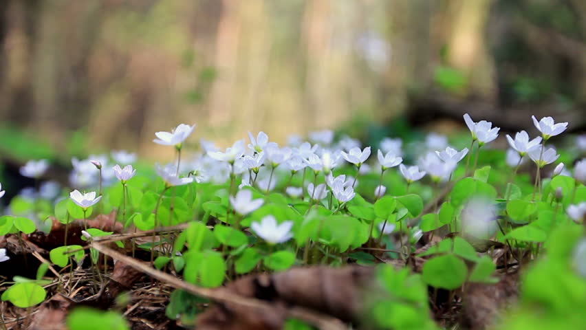 Shamrock, Four Leaf Clover, A Plant Became A Symbol Of Ireland, Many ...