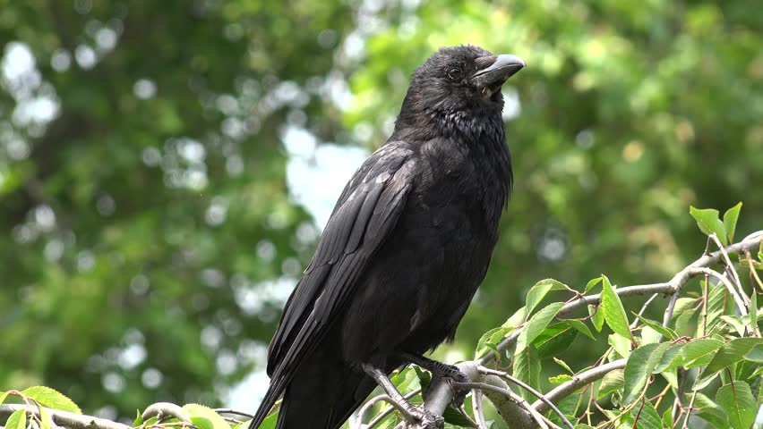 Crow sitting in the tree image - Free stock photo - Public Domain photo ...