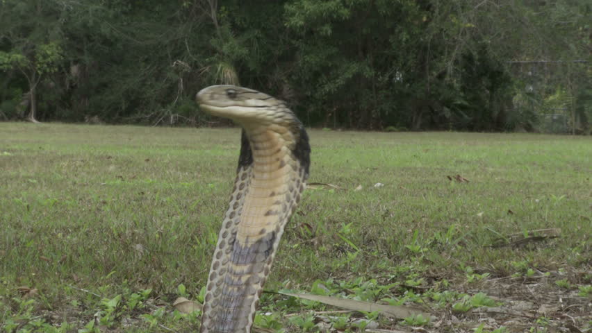 King Cobra Alert & Angry Stock Footage Video 1387153 | Shutterstock