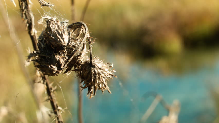 Cicada On Tree - Double Drummer (Thopha Saccata). The Double Drummer ...