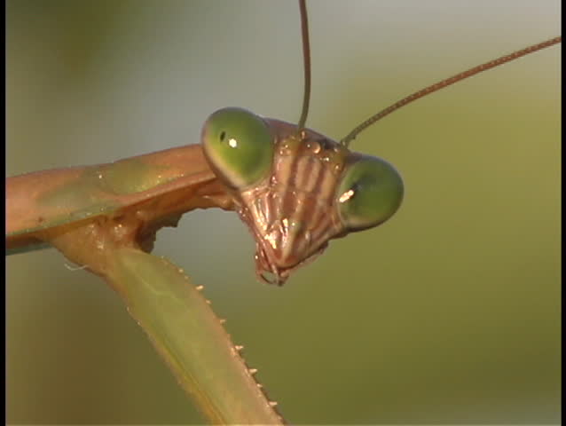 Stock video of a praying mantis face. | 1400911 | Shutterstock