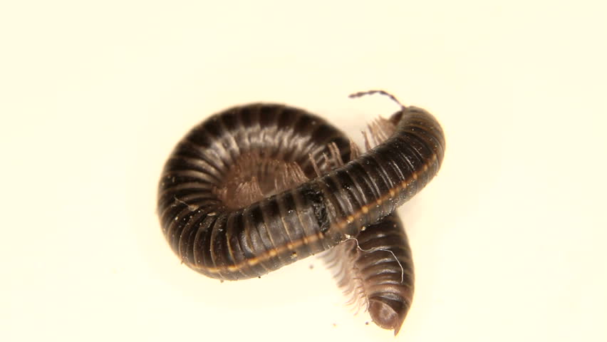 Julus Stock Footage Video 22582309 | Shutterstock