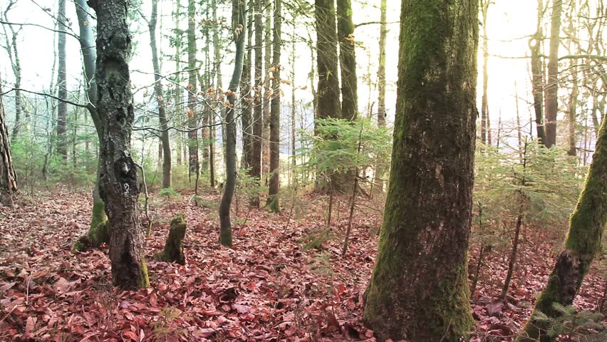 Beautiful Days Before Spring Season Stock Footage Video (100% Royalty ...