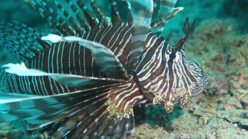 An Animation Of A Trilobite Moving About On A Cambrian Period (400 ...