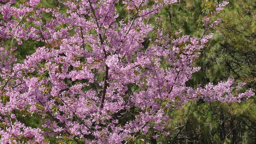 Prunus 'Okame' Cherry Blossoms Pink With Forsythia Helios Yellow In ...