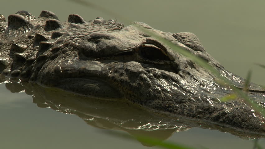 Alligator Floating Still in Water Stock Footage Video (100% Royalty ...