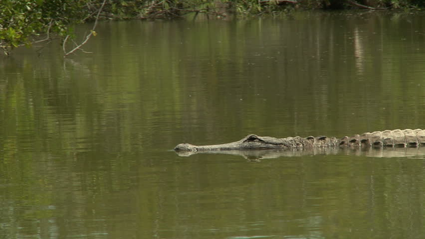 Stock video of tracking shot of long-snouted alligator swimming ...