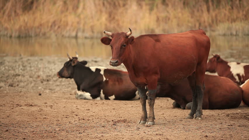 Male And Female Watusi Cattle With Baby Calf Stock Footage Video ...