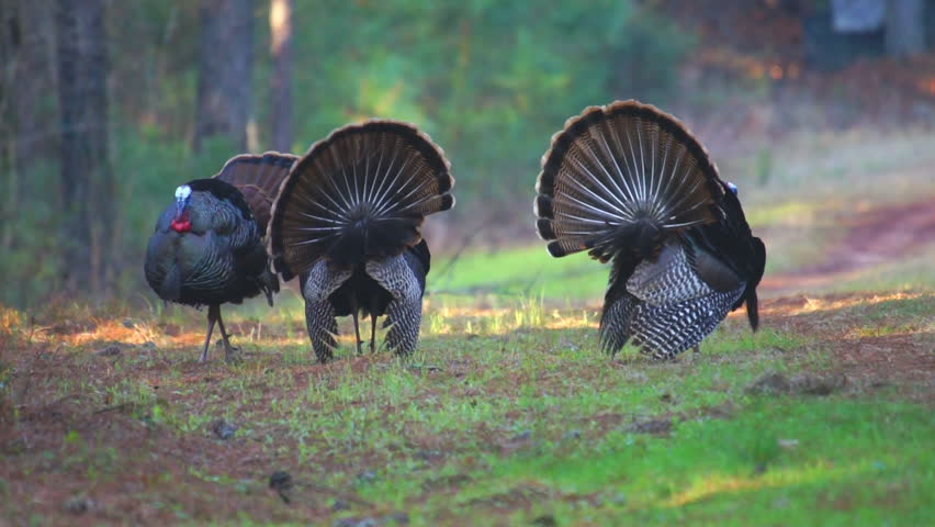 Wild Turkey (meleagris Gallopavo) Gobbler Stock Footage Video (100% ...