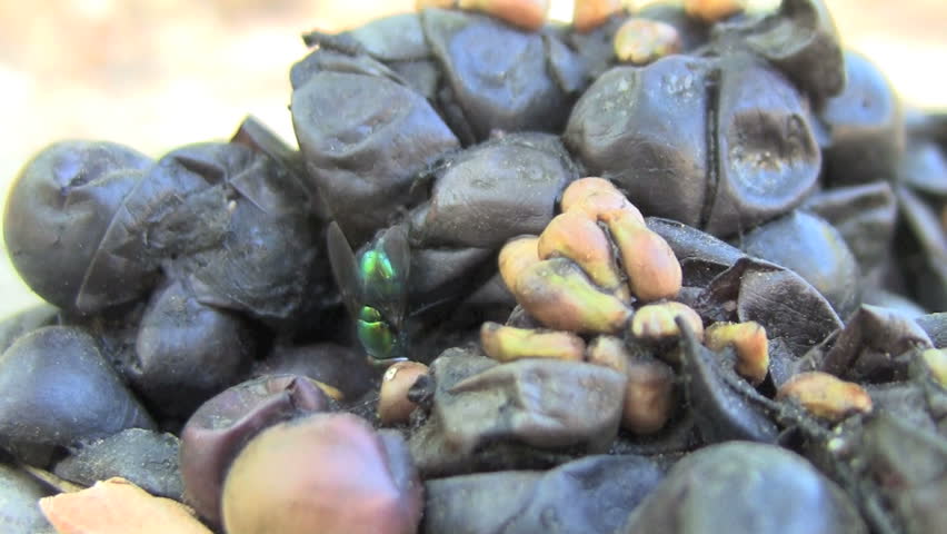 Scatology Stock Video Footage - 4K and HD Video Clips | Shutterstock