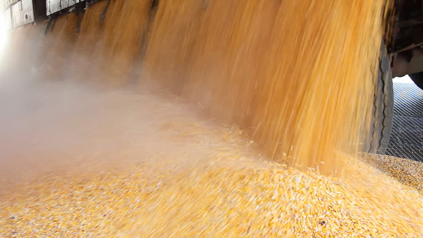 Loading Corn Into the Silo Stock Footage Video (100% Royalty-free ...