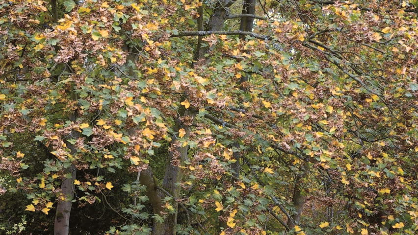 Wind Blowing On Maple Trees Stock Footage Video (100% Royalty-free ...