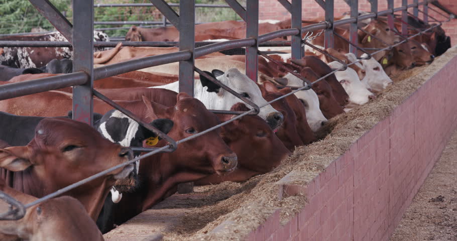 Cattle Feedlot. Livestock are Responsible Stock Footage Video (100% ...