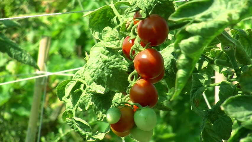 Tomato Raw Material Root Garden Stock Footage Video (100% Royalty-free ...