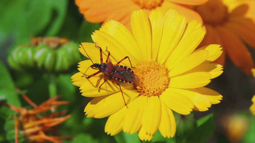 Red Bug On Calendula Flower. Stock Footage Video 1049002 | Shutterstock