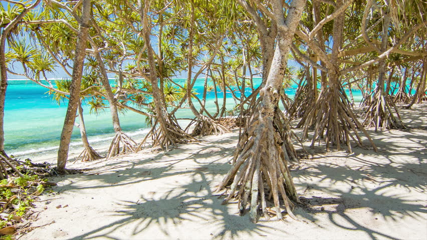 Stock video of mystery island vanuatu native trees growing | 15024481 ...