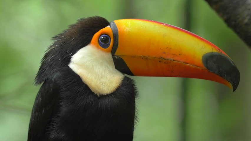 Exotic Toucan Bird in Natural Stock Footage Video (100% Royalty-free ...