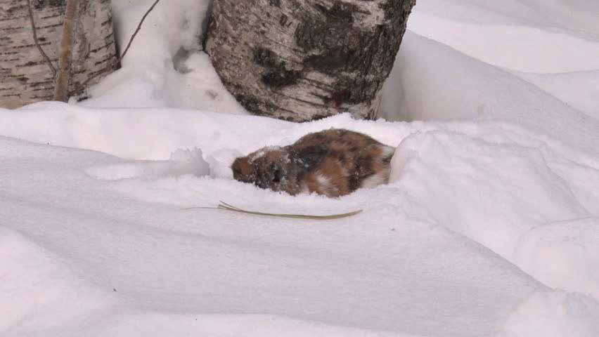 Rabbit Digs Burrow In Snow. Funny Bunny Peeking Out From A Winter Snow ...