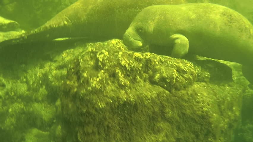 Injured Manatee With Visible Deep Propeller Cut Marks On Its Back Stock ...