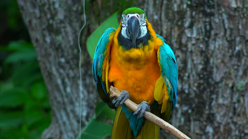 Wild Parrot On Perch Stock Footage Video (100% Royalty-free) 15365881 ...