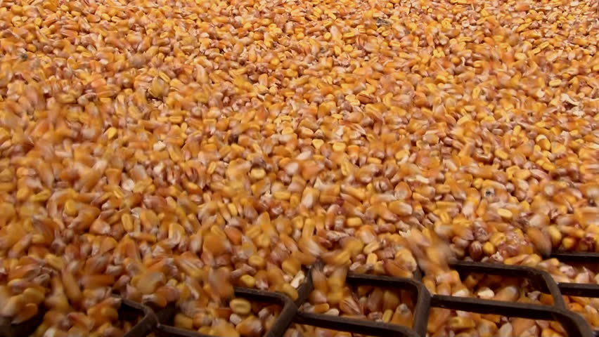 Loading Corn Into the Silo Stock Footage Video (100% Royalty-free ...