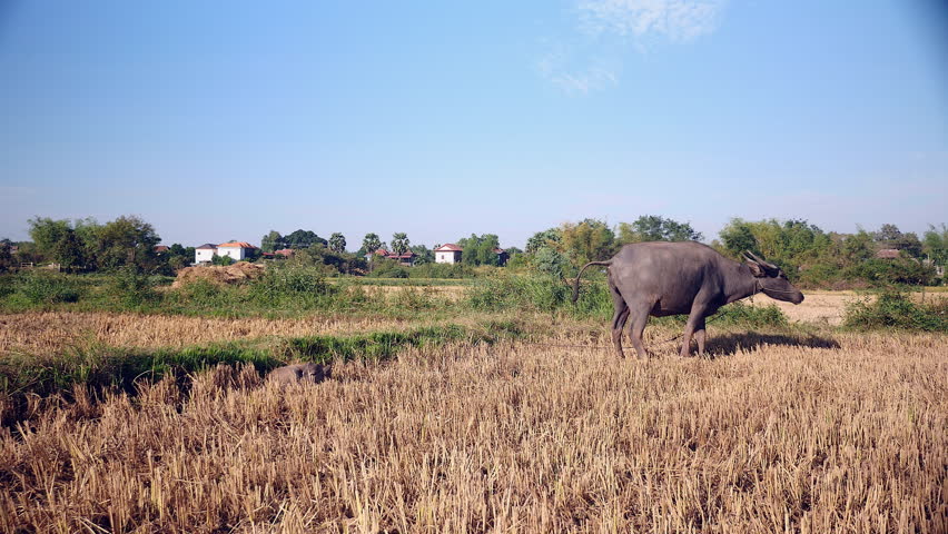Buffalo defecate Stock Video Footage - 4K and HD Video Clips | Shutterstock