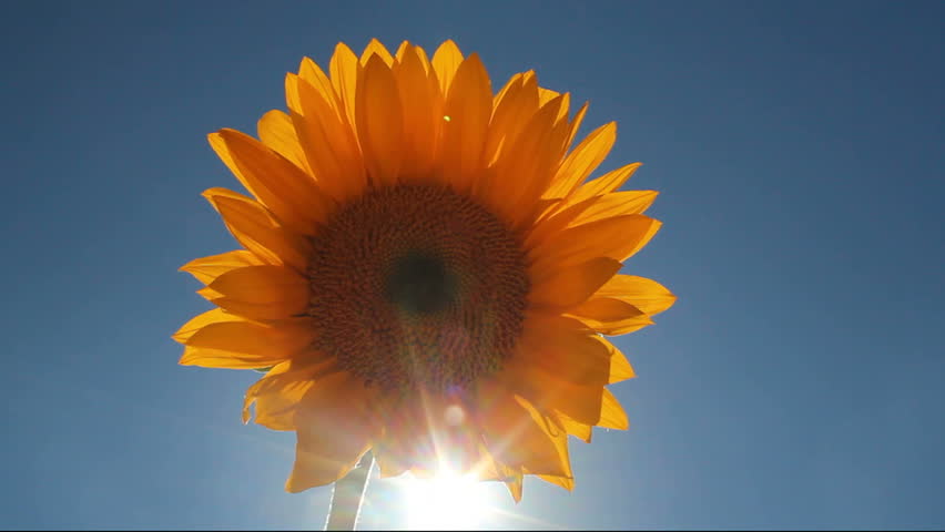Stock video of time lapse, sun rays backlight sunflower, | 1547791 | Shutterstock
