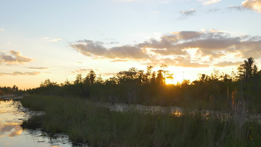 Stock Video Clip of AERIAL: Romantic wetlands swamp with water lilies ...