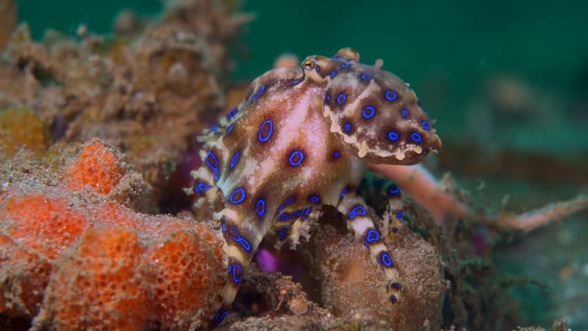 Blue Ringed Octopus Eggs