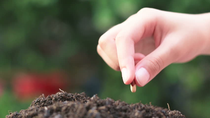 Sowing Seeds Background