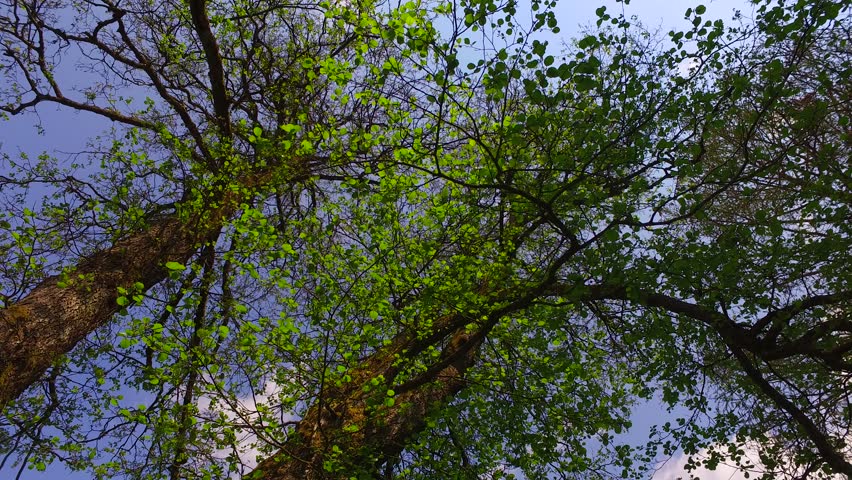 Branches And Oak Forest Tree Moving In Strong Wind Blowing In Spring ...