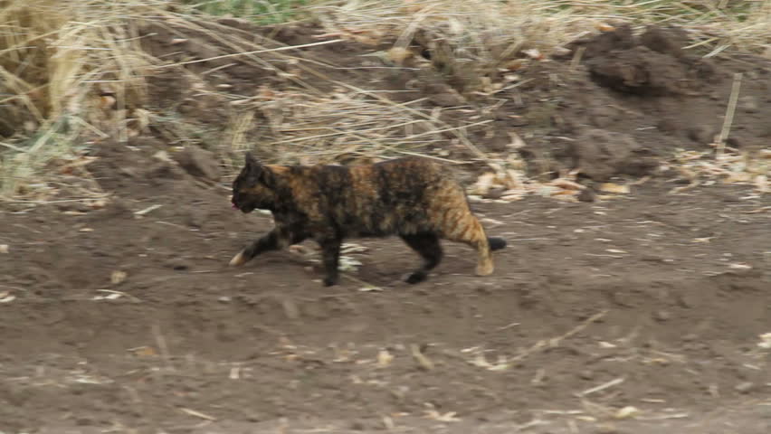 Feral Cat Hunting for a Stock Footage Video (100% Royalty-free) 1614481 ...