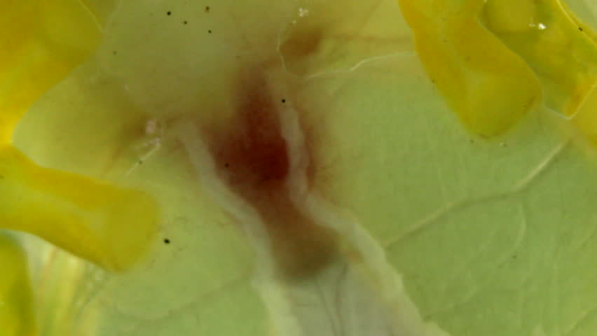 Glass Frog (Hyalinobatrachium Sp.) Underside Viewed Through Glass ...