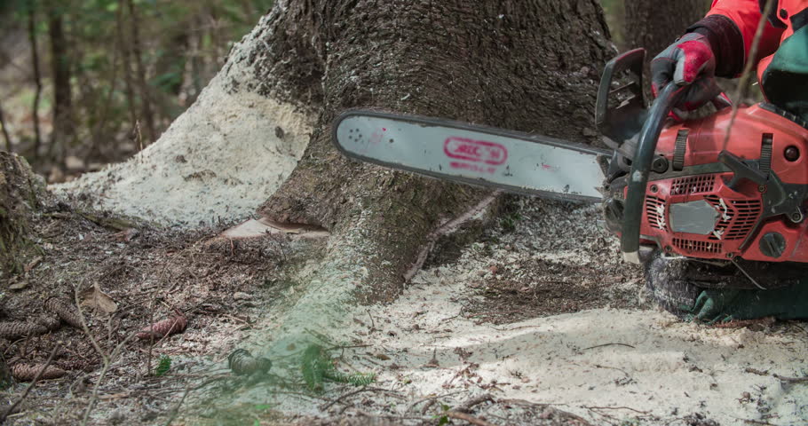 Stock Video Clip of A forestman is slicing through the tree's ...